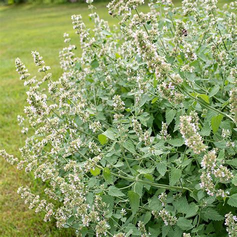Organic Catnip Seeds