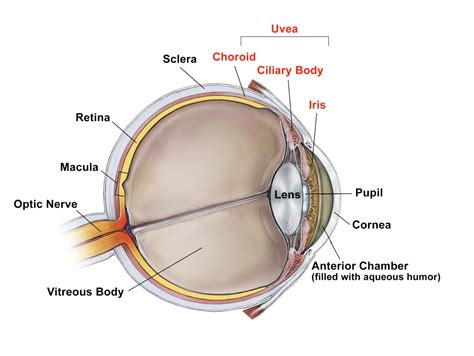 Uveitis And Glaucoma Is There A Connection