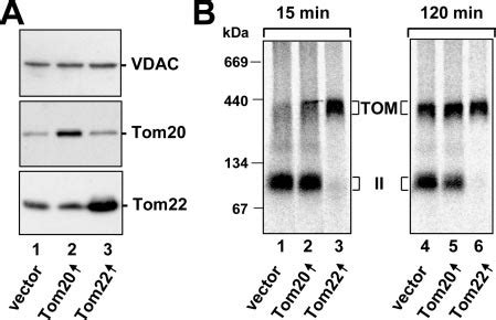 The Levels Of Tom22 Facilitate Tom40 Assembly Into The Final Assembled Download Scientific