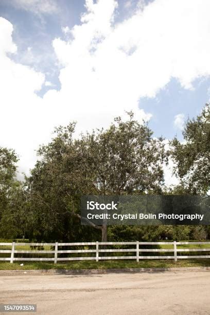 2023년 여름 플로리다주 웨스트 팜 비치의 연못 위에 있는 큰 나무 앞에 있는 하얀 나무 울타리 0명에 대한 스톡 사진 및 기타 이미지 Istock