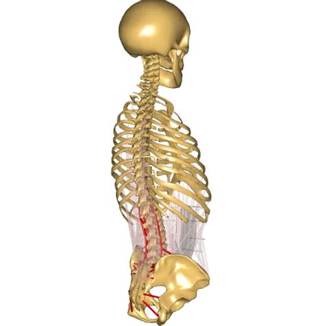 spine fixation model using force dependent kinematics — ammr v3 1 4