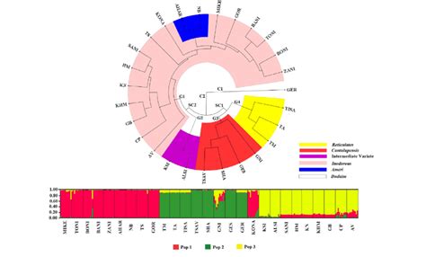 A Polar Dendrogram Based On Upgma Method And Nei 28 Genetic Download Scientific Diagram