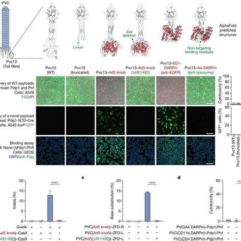 Pdf Programmable Protein Delivery With A Bacterial Contractile Injection System