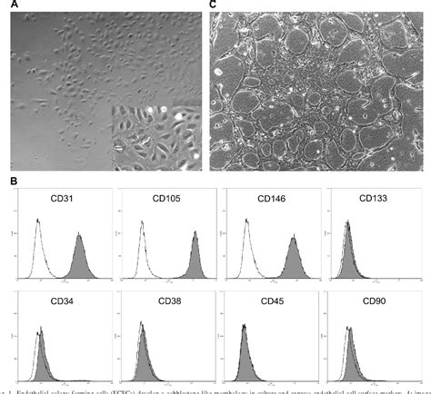 Figure 1 From Hyperoxia Disrupts Vascular Endothelial Growth Factor Nitric Oxide Signaling And