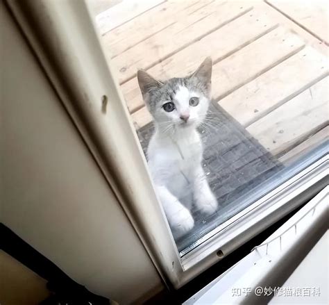 一只猫有这6种特征，说明你家要“走好运”了，别错过了 知乎