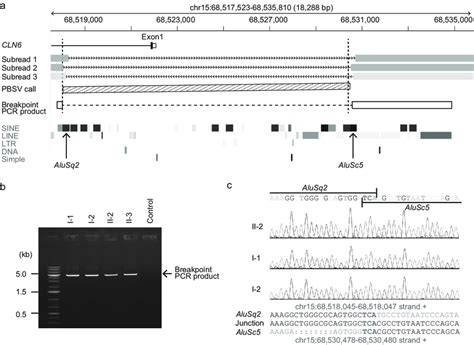 Characterization Of A Kb Deletion At The CLN Locus A Deletion Download Scientific