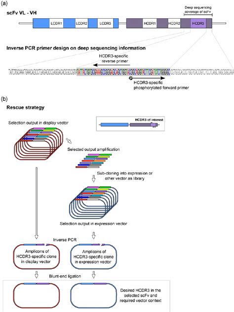 Inverse Pcr Strategy Applied To Antibodies A The Structure Of The Download Scientific