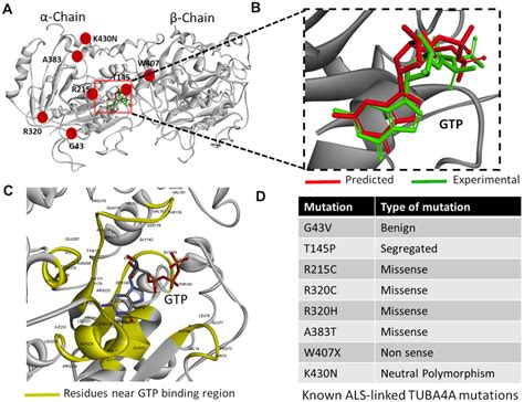 Molecular Docking Is Consistent With Experimental Models Of Gtp Binding Download Scientific