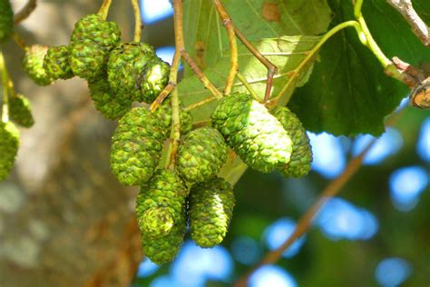 How To Identify Aspen Trees A Comprehensive Guide