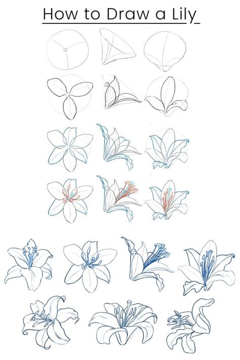 How To Draw A Real Flower Step By Step Infoupdate Org