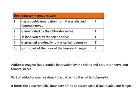Exam Questions Adductor Canal Ppt