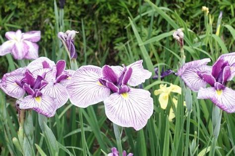 立野台公園の花菖蒲ハナショウブ2025年の見頃と現在の開花状況はアクセス方法と駐車場は 歩いてみたブログ
