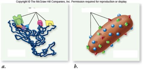 Immune System Flashcards Quizlet