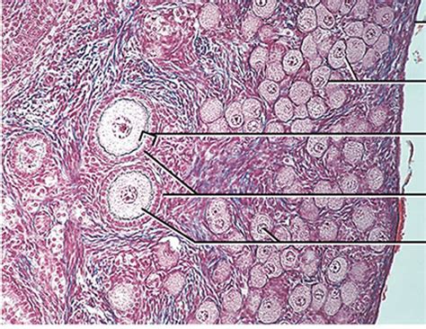 Reproductive Microscope Slides Diagram Quizlet