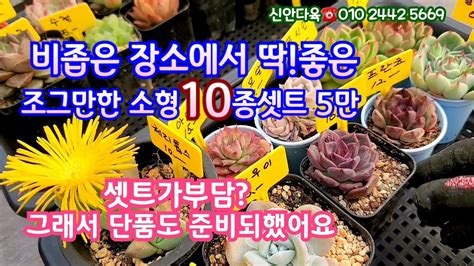 비봉신안다육 비좁은장소에서 키우기 좋은소형다육10종5만셋트가부담되시면 단품으로고르셔도 됩니다~succulents Plant