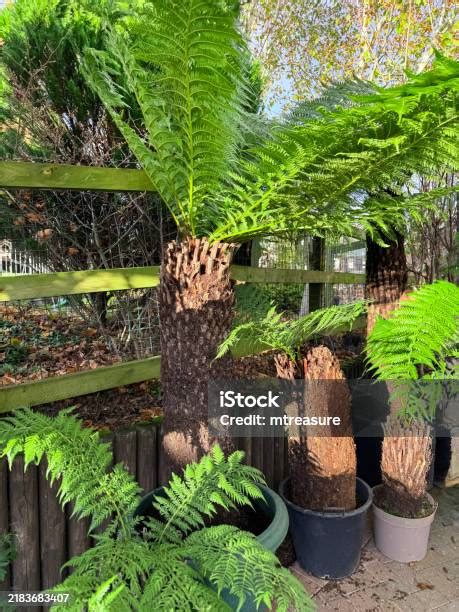 열대 정원에서 자라는 무성한 나무 고사리 야자 잎 생생한 녹색 단풍 열대 식물과 무성한 이국적인 분위기의 이미지 0명에 대한