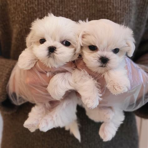 말티즈 광주강아지분양 마마스미독