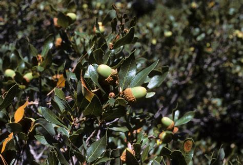 Quercus Chrysolepis Fagaceae