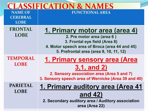 CEREBRUM FUNCTIONAL AREAS PPTX