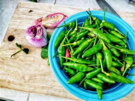 Cili Api Kampung Cili Centil Segar Cili Bara Segar Cili Padi Segar Cili Api Kampung