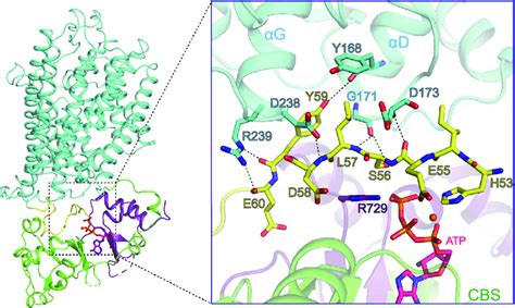 The N Terminus Of Atclca Interacts With Atp And The Tmd Mg 2 Bound Download Scientific