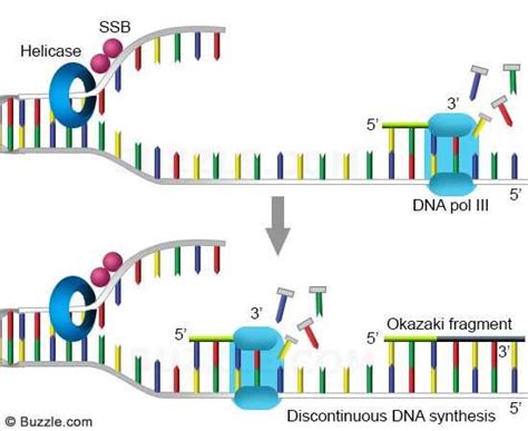 The Step By Step Guide To Understanding Dna Replication With Diagrams