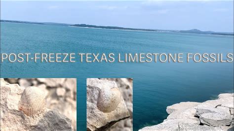 Find Fossils In Texas At Dorothy Bufkin Blog