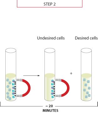 CD T Cell Isolation From PBMC Or Splenocyte Preparations By Magnetic Selection R D Systems