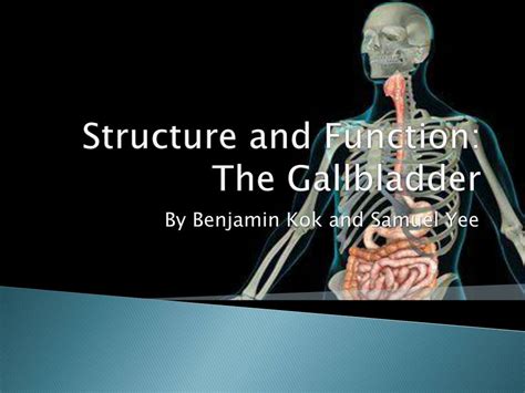 Ppt Structure And Function The Gallbladder Powerpoint Presentation