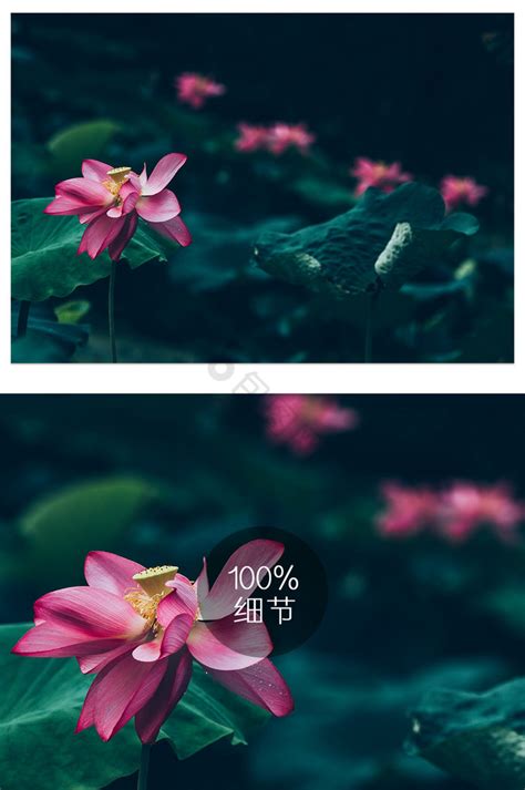 【雨后花】图片雨后花素材下载第2页 包图网