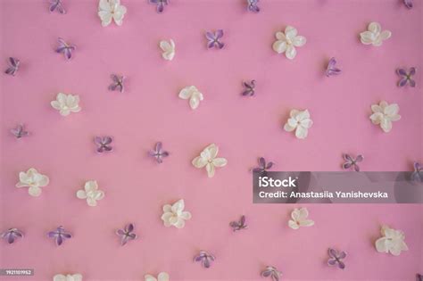 아름 다운 봄 분홍색과 흰색 라일락 꽃으로 만든 구성 배경입니다 배경 모형 카드 초대장 인사말 카드 엽서 복사 공간 템플릿 공백