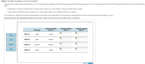 Solved The Effect Of Mutations On Flower Development