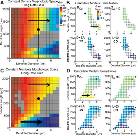 Firing Rate Gain Sensitivity Across Constant Density And Constant Download Scientific Diagram