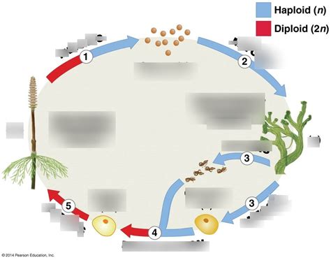 Bio 211 Alternation Of Generations Life Cycle Diagram Quizlet