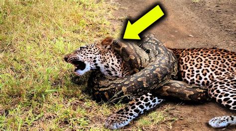 Python Twisted Around Jaguar Cub But Look Who Came To The Rescue