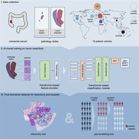 Transformer Based Biomarker Prediction From Colorectal Cancer Histology