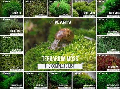 8 Go To Terrarium Moss Types Care Placement And Pictures