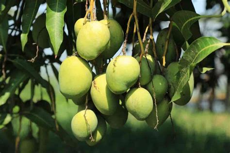 Best Fertilizer For Mango Tree When To Apply And How To Apply Atilla Ayyıldız And Biz