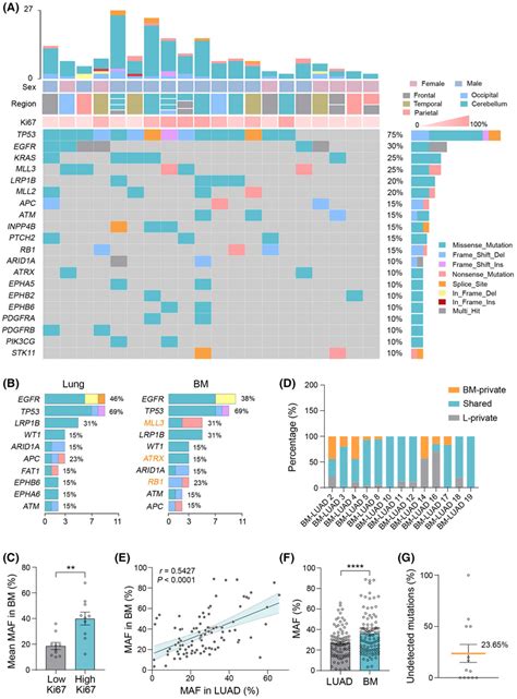 Somatic Mutations In Primary Luad And Bm A Mutational Landscape Of Download Scientific