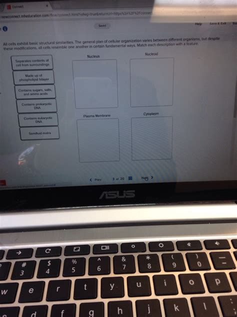 Solved All Cells Exhibit Basic Structural Similarities The