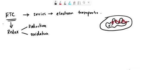 Solved In The Electron Transport Chain The Electrons Are Passed From An Electron Carrier To A