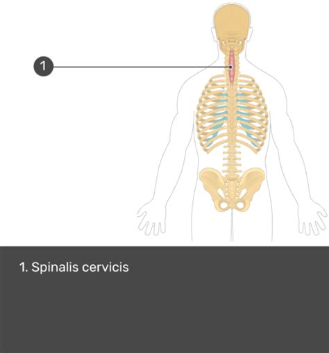 Spinalis Cervicis Muscle Getbodysmart