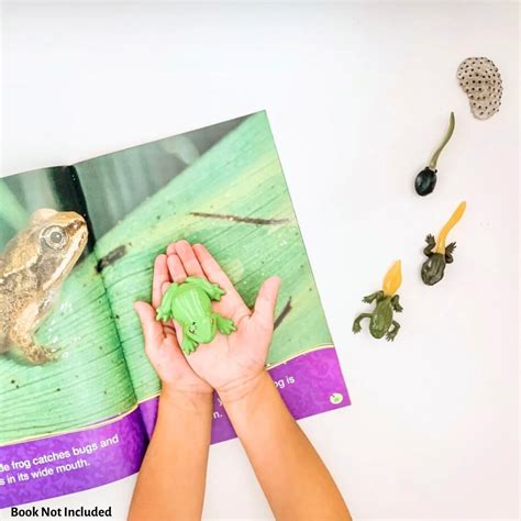 Safari Ltd Life Cycle Of A Frog Tayloredtoys