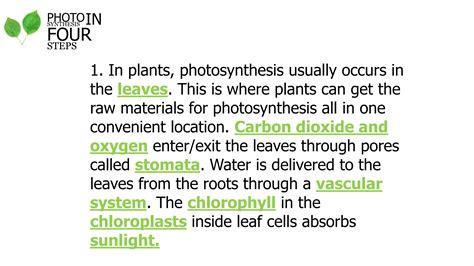 Photosynthesis Ppt