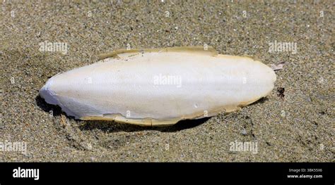 Cuttlebone Washed Up On A Beach Tinos The Cyclades Island Group