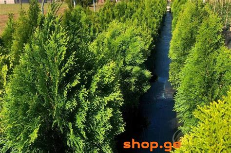 მარადმწვანე მცენარეები