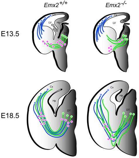 Tracing From The Dorsal Cortex Revealed At Embryonic Day E 165 Eg