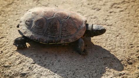 Solving Activerecord Connection Pool Errors In Rails Applications By Pedro Schlickmann Mendes