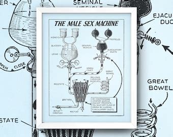 Male Sex Anatomy Etsy