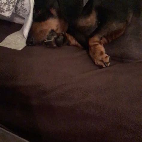 Whipworms In Dogs Understanding The Parasite